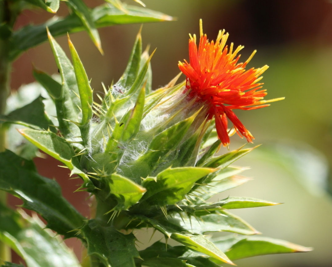 نبات-القرطم - برستوک