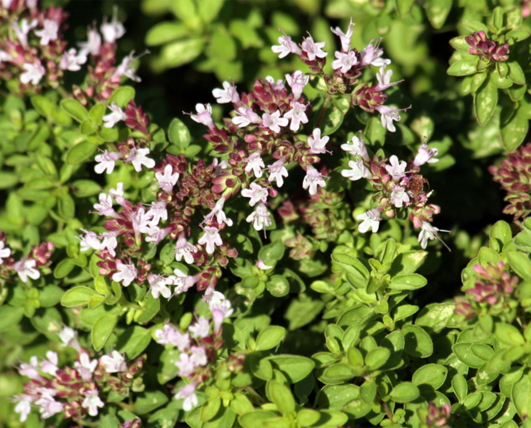 Sweet-Marjoram-plant - Parastook