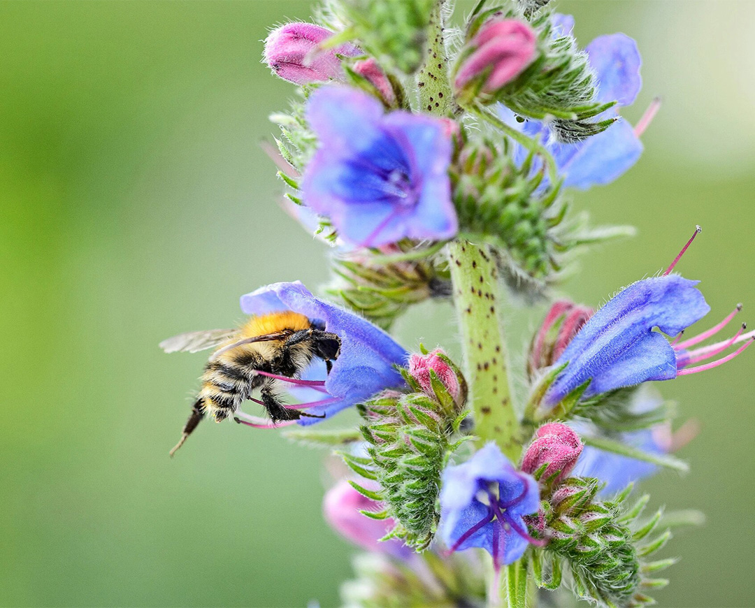 (Echium amoenum scientific name) - Viper’s bugloss - plant - Borage ...