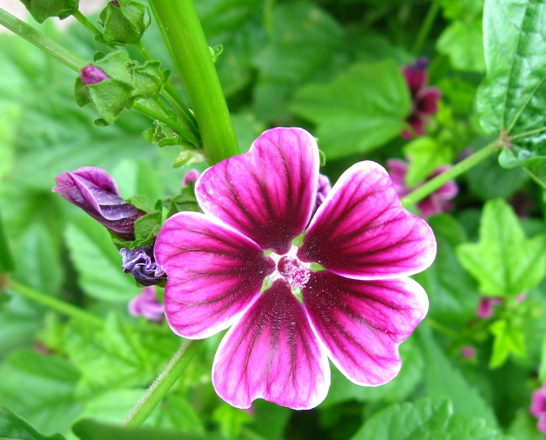 Mallow - Malva sylvestris scientific name - Mallow - Plant - Parastook