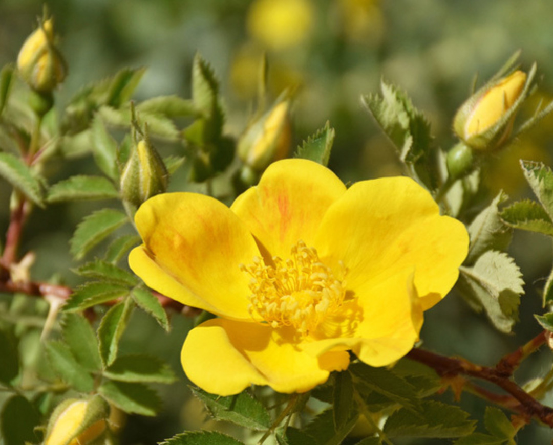 Iranian Yellow Rose - Yellow Nasturtium - Yellow Eglantine - Plant ...